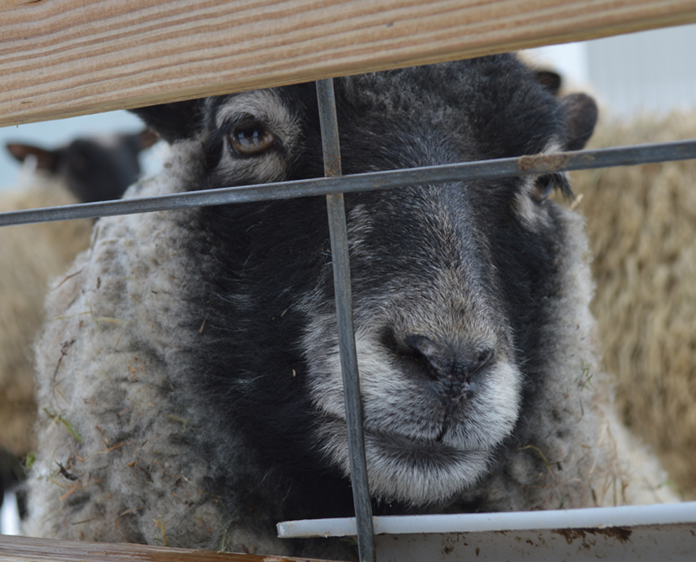Lake Metroparks Farmpark - Family Science and Cultural Farming Center ...