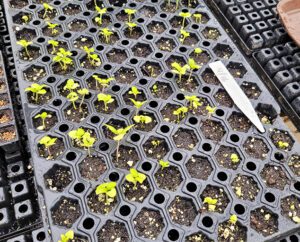 Seed Starting Basics | Lake Metroparks