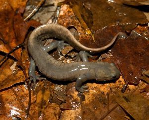 Mole Salamander Migration | Lake Metroparks