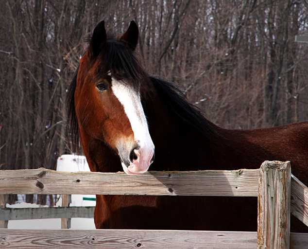 Farmpark | Lake Metroparks